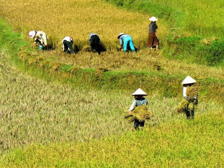 Non La Vietnam: Symbol of Traditional Simplicity and Beauty